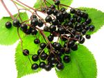 Elderberry - the Flu Fighting Fruit | Dr. Lisa Watson