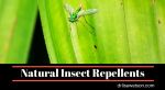 Natural Insect Repellents | Dr. Lisa Watson